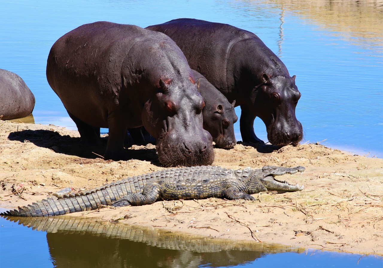 Botswana Discovery - FlyVour